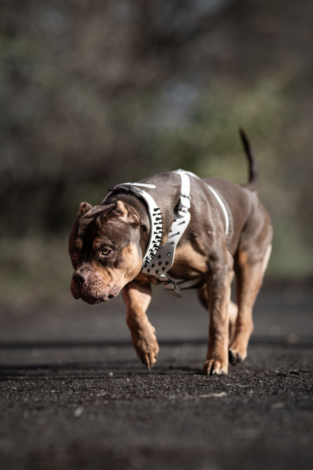Hellbullys XXL – American Bully XXL Zucht in Bayern