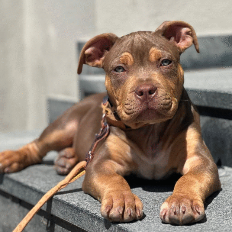 Hellbullys XXL – American Bully XXL Zucht in Bayern